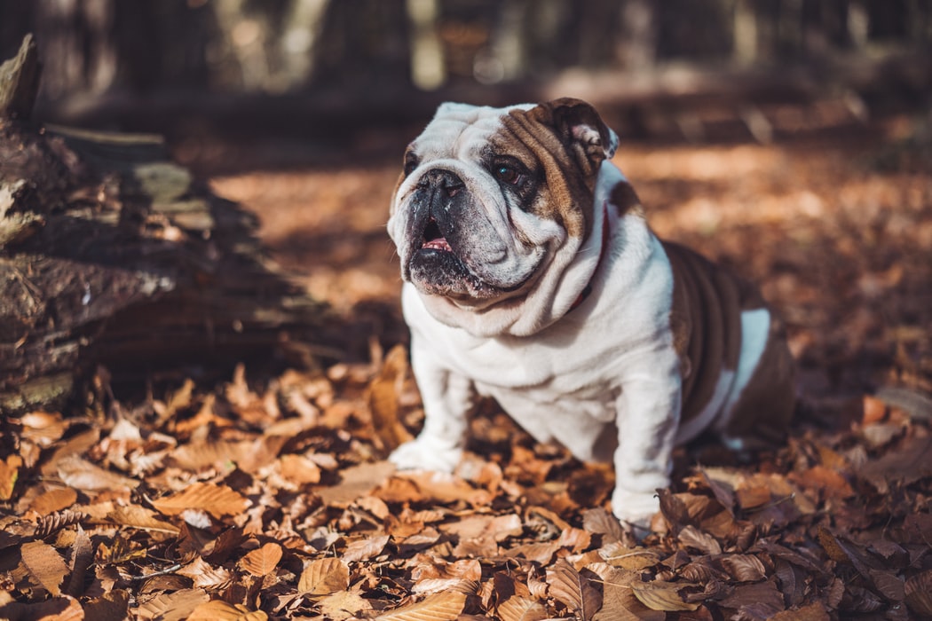 2 tipuri de bulldogi și caracteristicile lor - Azorel