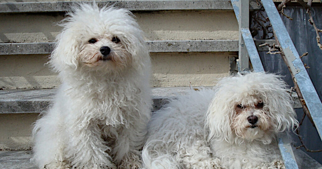 4 tipuri de rase de Bichon - Azorel