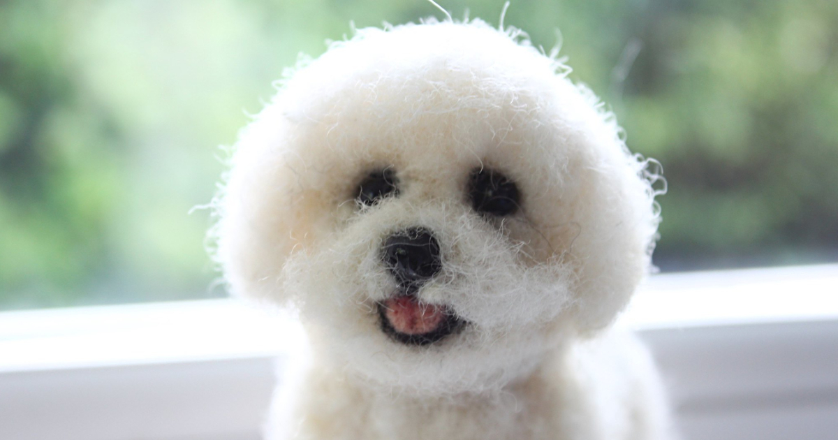 4 tipuri de rase de Bichon - Azorel