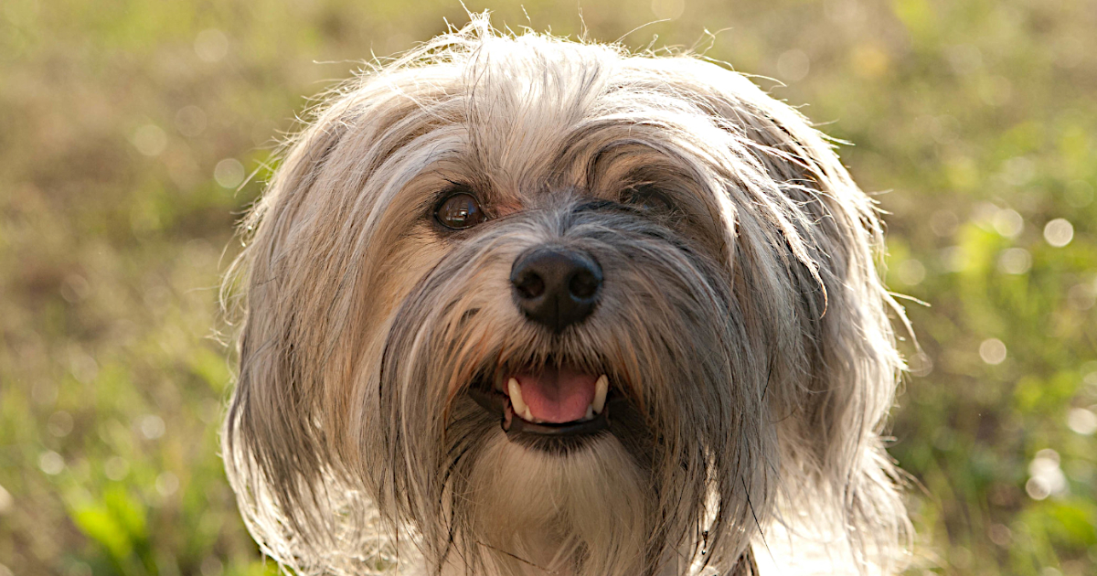 4 tipuri de rase de Bichon - Azorel