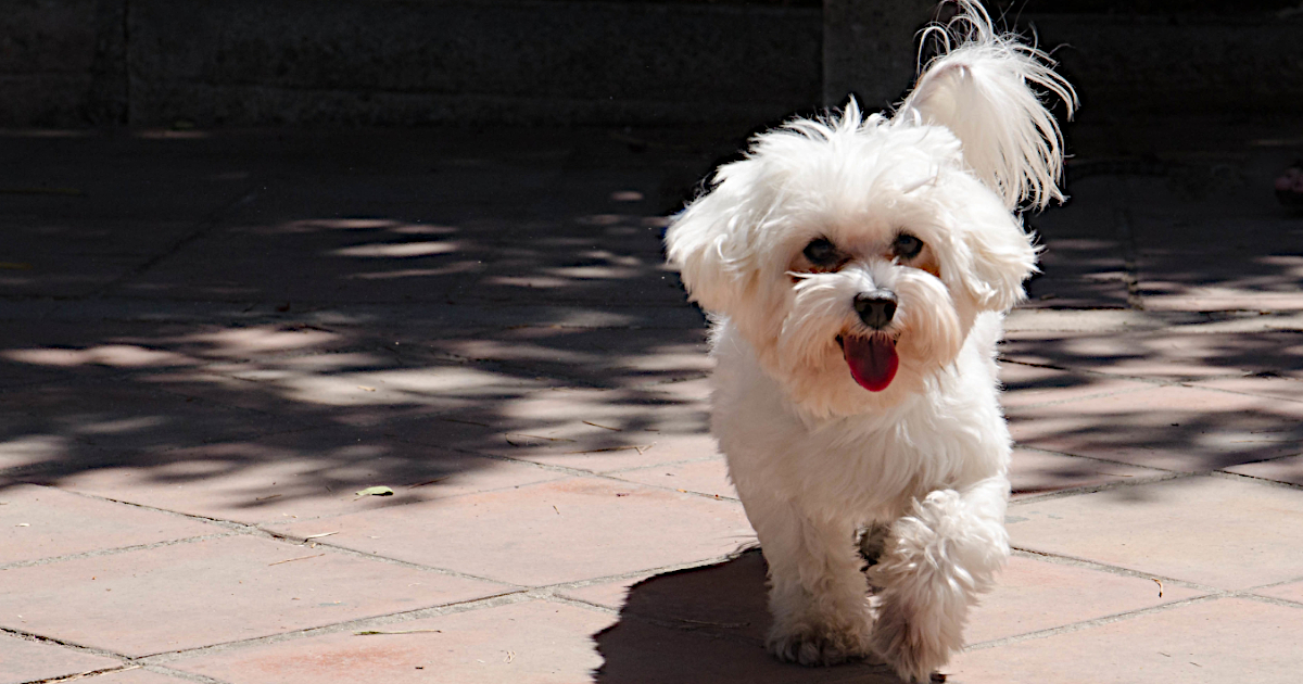 4 tipuri de rase de Bichon - Azorel